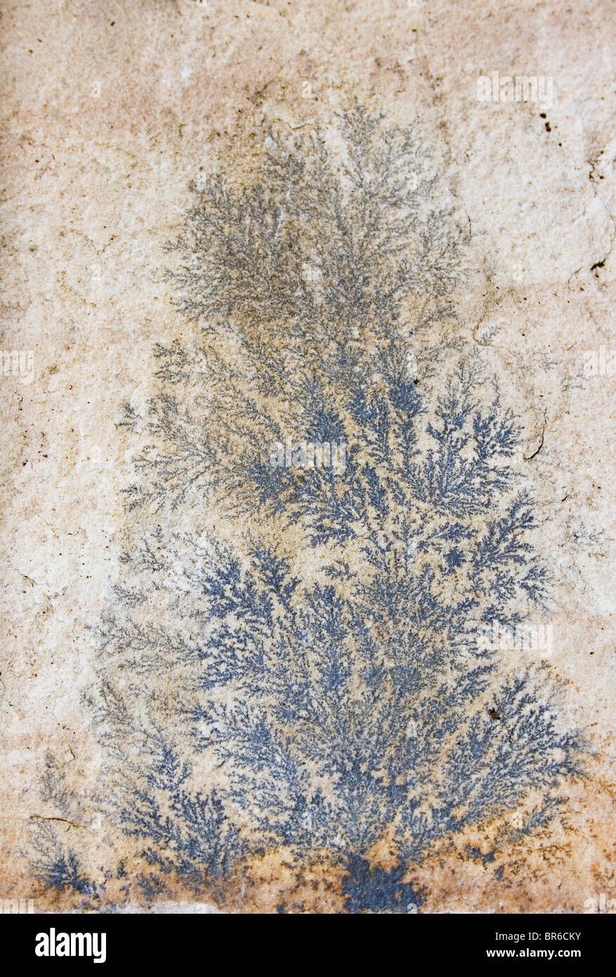 Pattern of fossilized fern in sandstone Stock Photo - Alamy