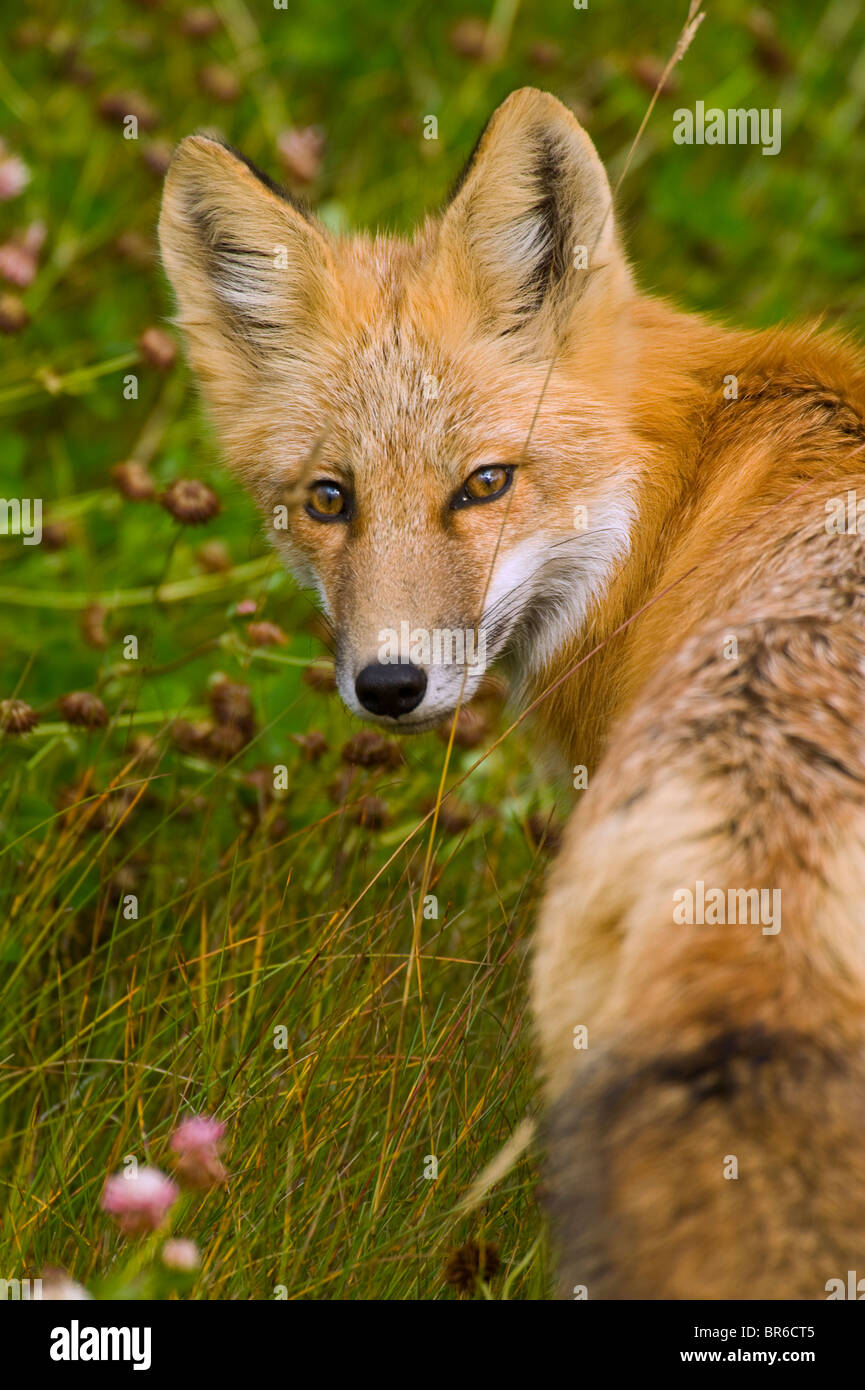 A vertical portrait of a red fox looking back to see behind him Stock ...