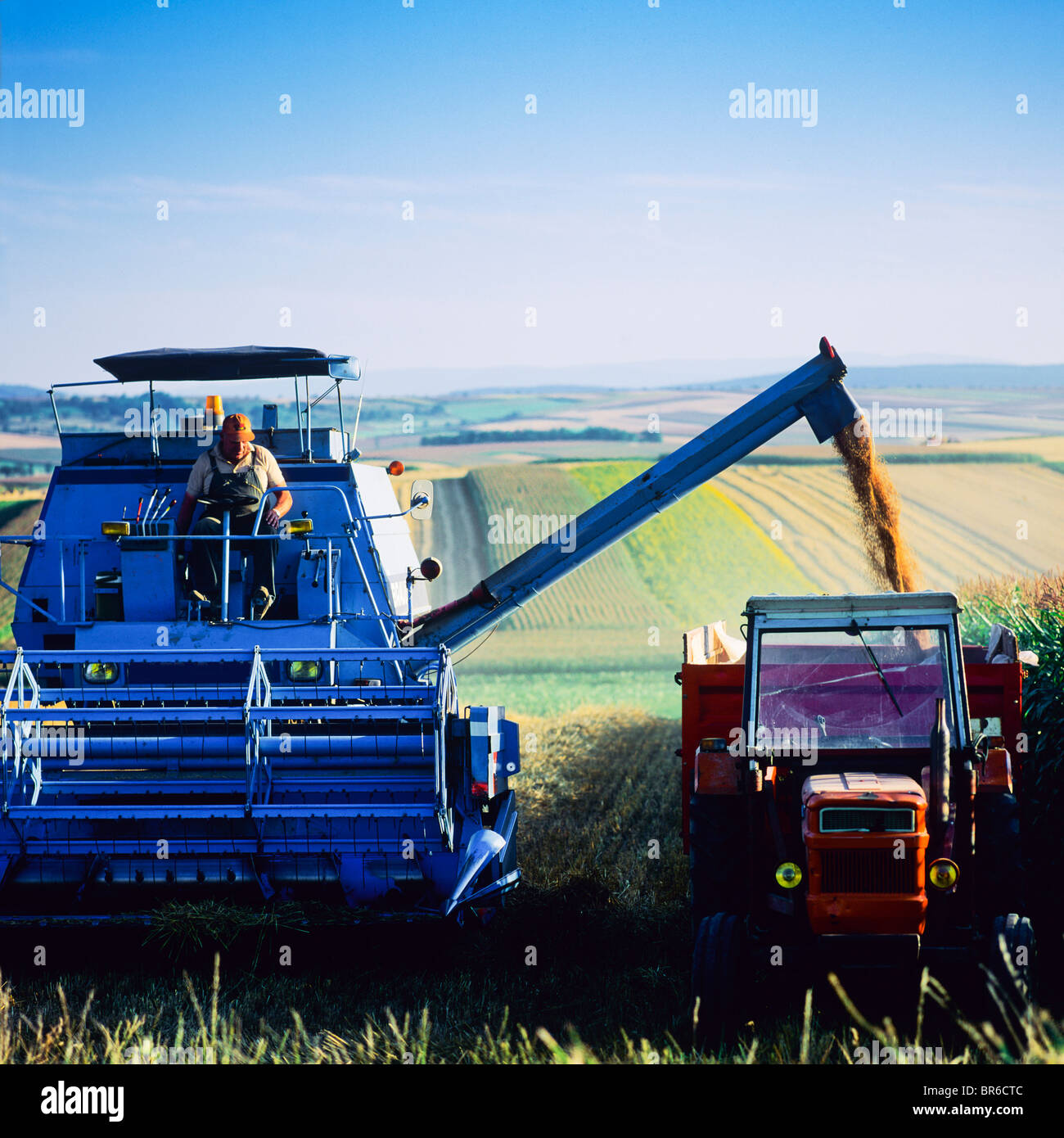 COMBINE HARVESTER EMPTYING WHEAT GRAIN INTO TRAILER ALSACE FRANCE Stock ...