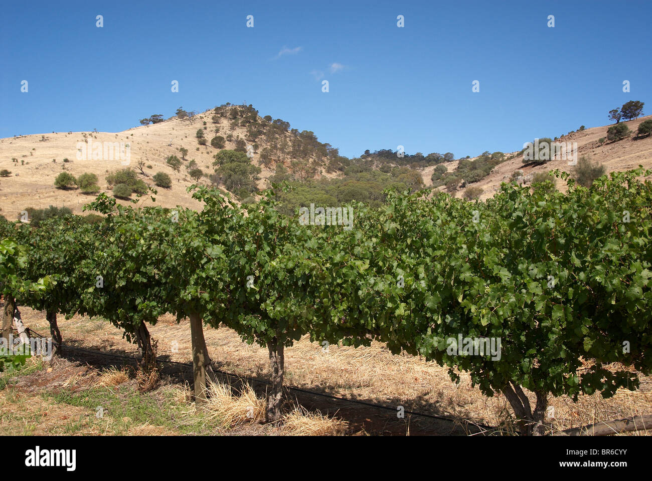 Barossa Valley. Adelaide Hills Australia Stock Photo - Alamy