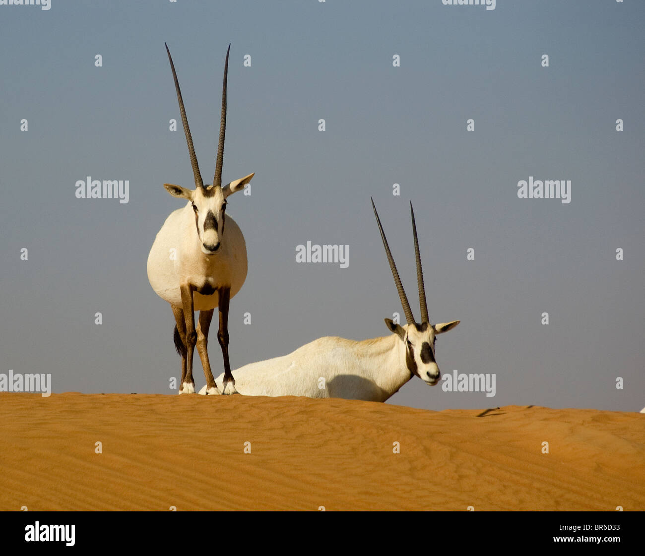 Deer uae hi-res stock photography and images - Alamy