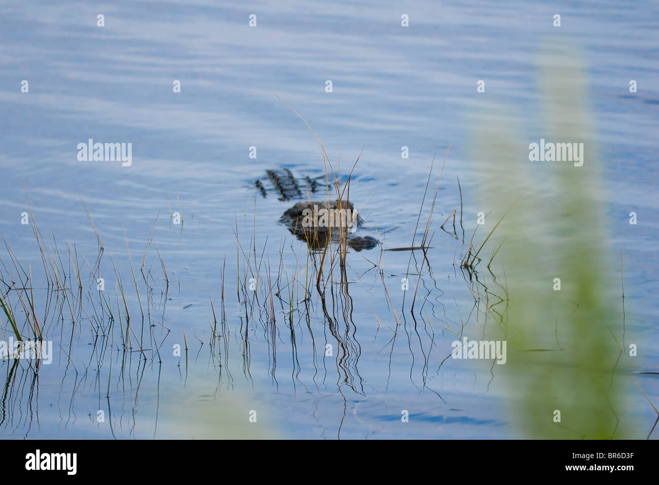 Alligator parks hi-res stock photography and images - Alamy