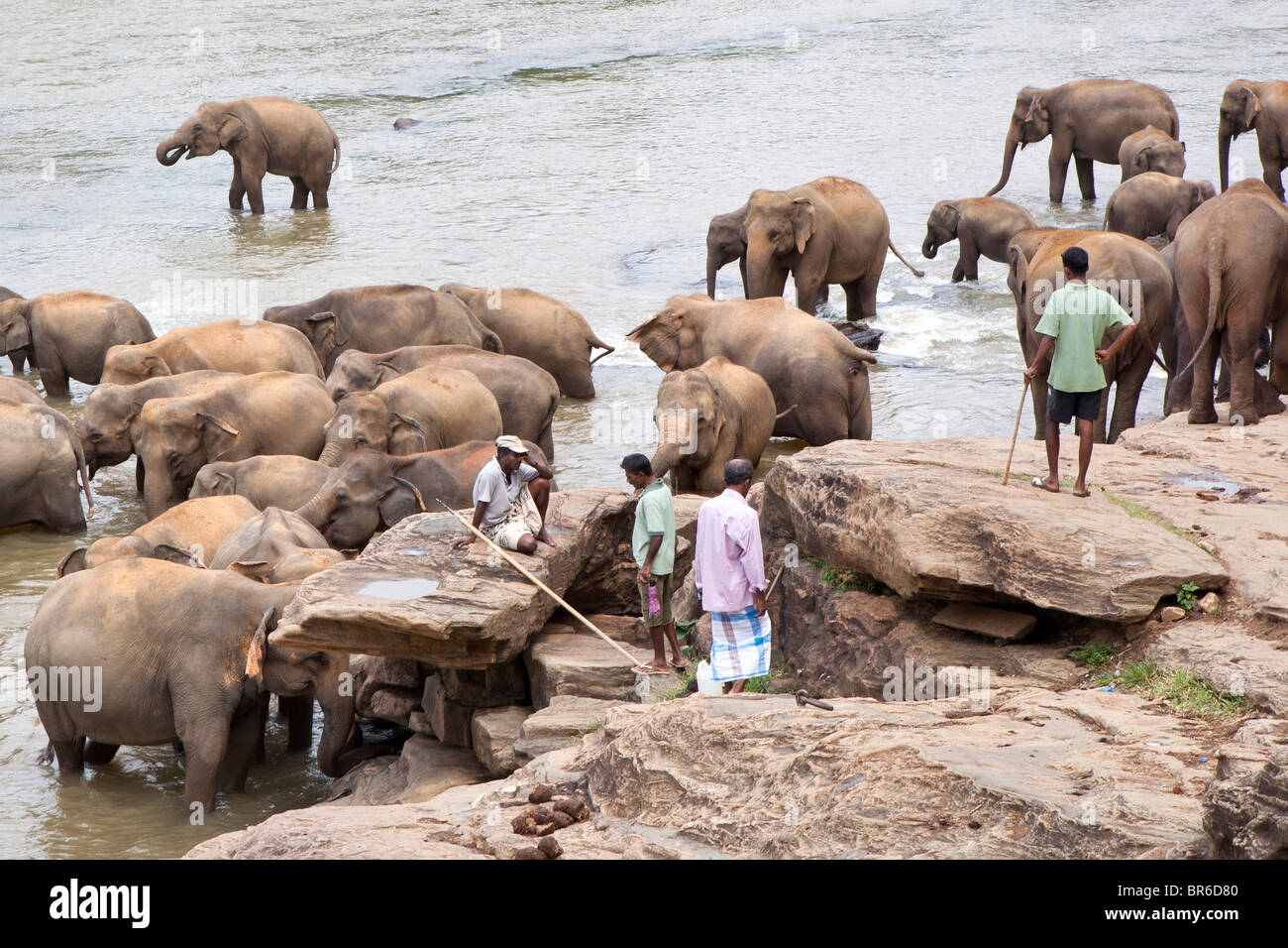 Elephant goad hi-res stock photography and images - Alamy