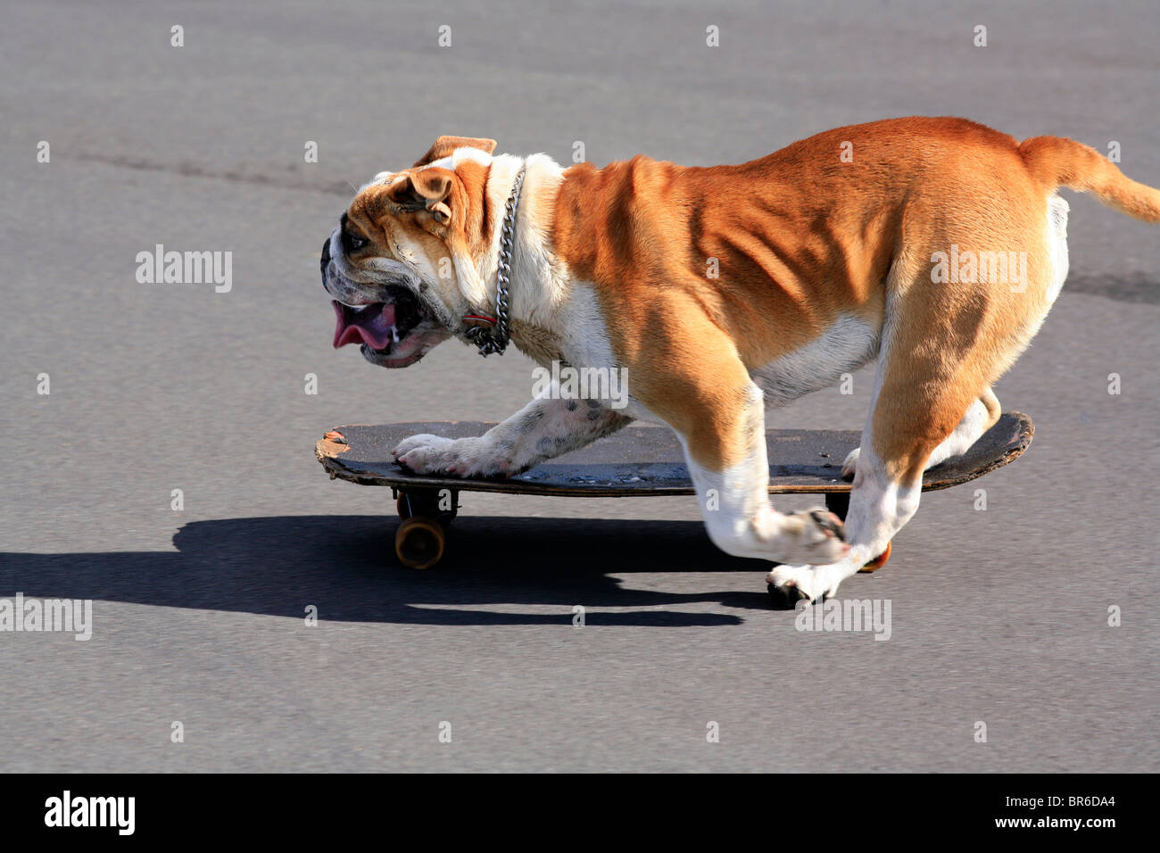 Skateboarding bulldog hi-res stock photography and images - Alamy