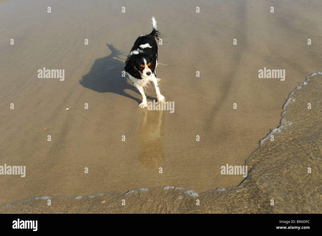 A King Charles on the beach Stock Photo - Alamy