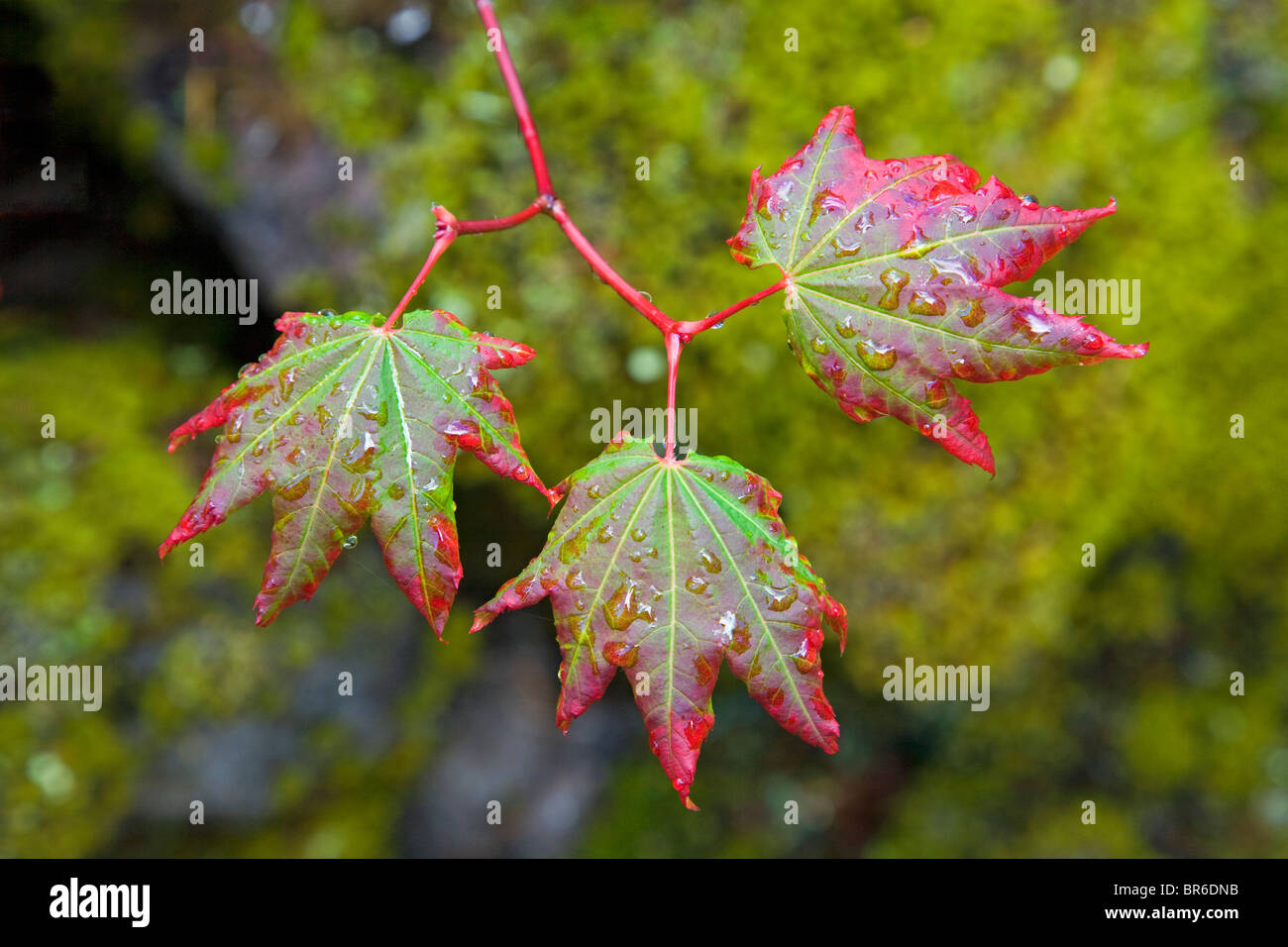 Red-tipped vine maple leaves on the McKenzie Scenic Byway in the Oregon ...