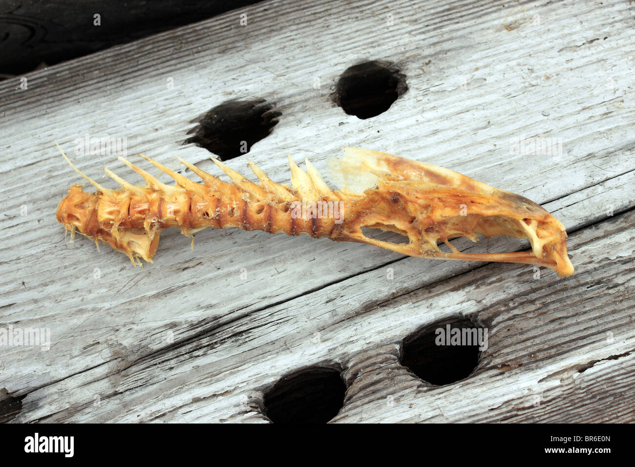 Seagull Bird Skeleton