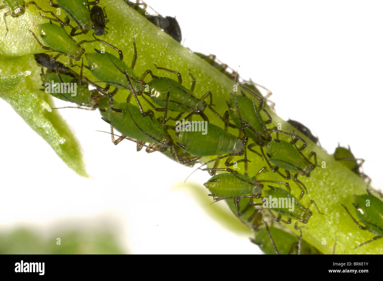 Vetch aphid (Megoura viciae) infestation on a broad bean stem Stock ...