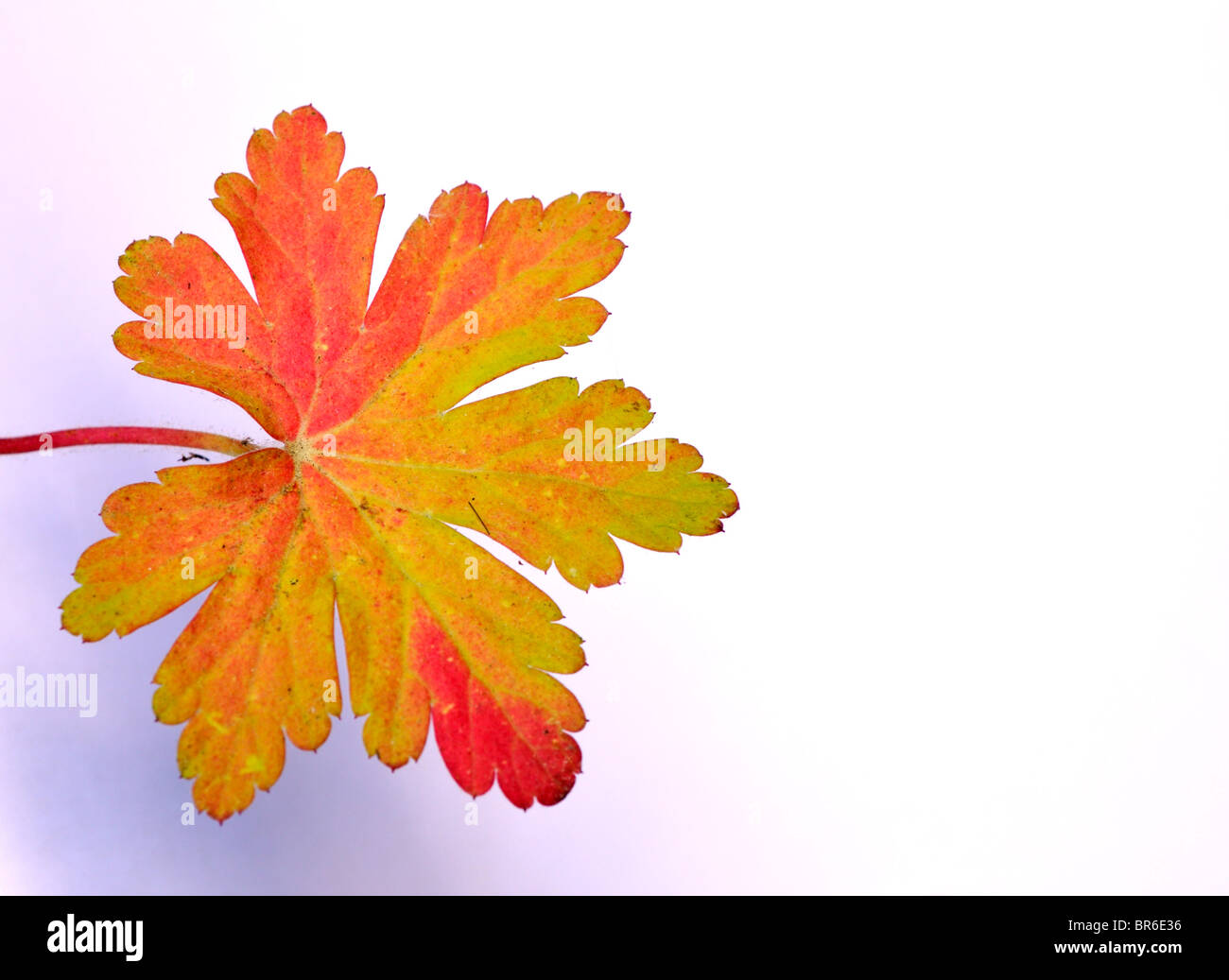 Geranium leaf hi-res stock photography and images - Alamy