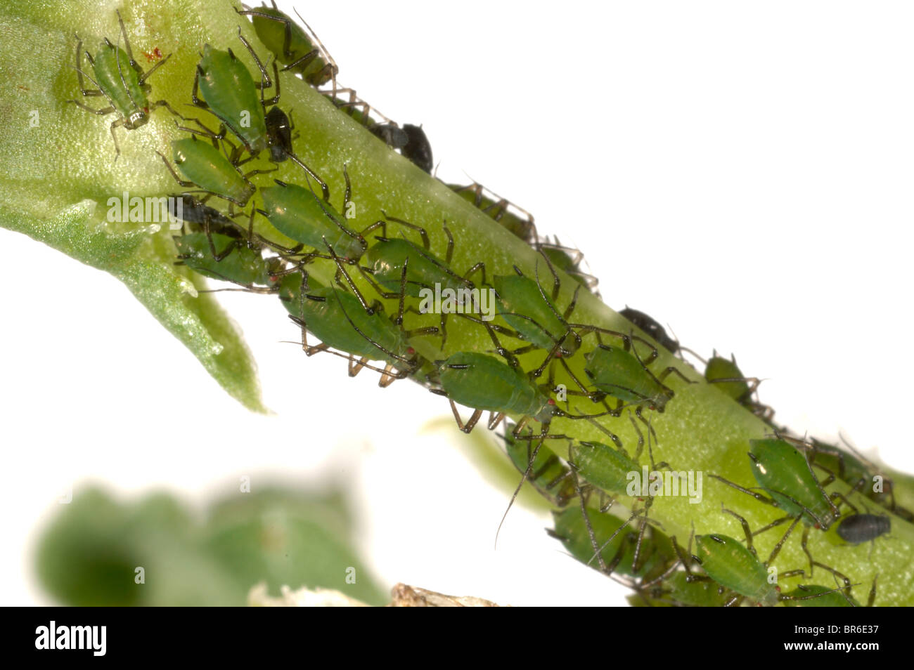Vetch aphid (Megoura viciae) infestation on a broad bean stem Stock ...