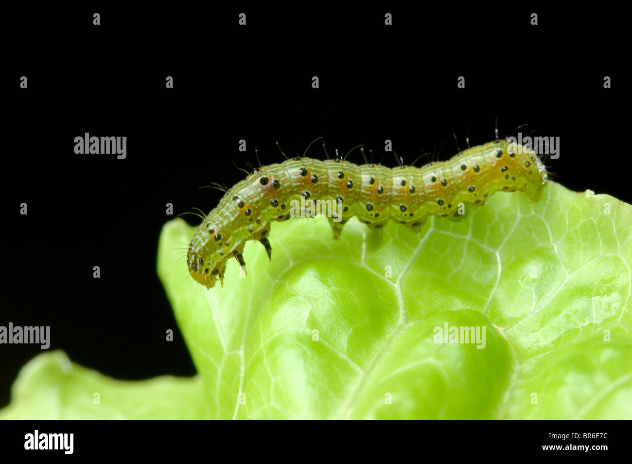 Cabbage Moth larva (Mamestra brassicae) on lettuce leaf Stock Photo - Alamy