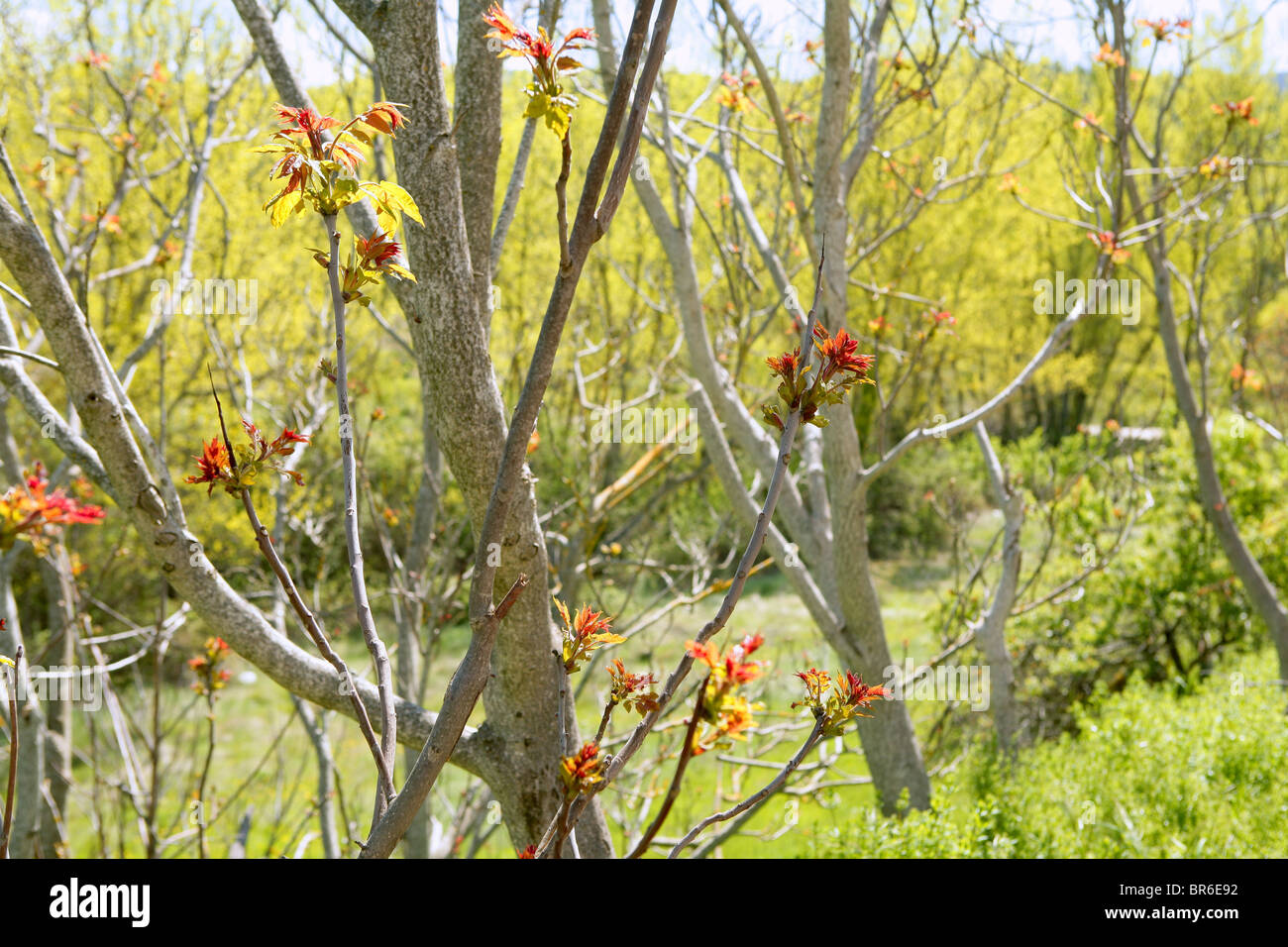 First spring red tree sprouts growing from dry branches Stock Photo - Alamy
