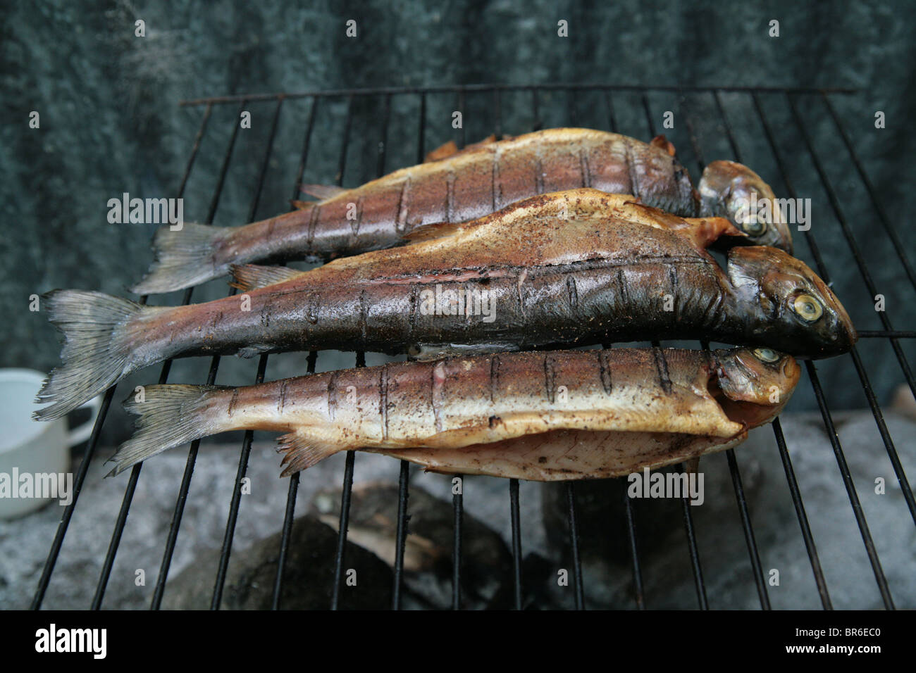 River fish being cooked over a grill with firewood Stock Photo - Alamy