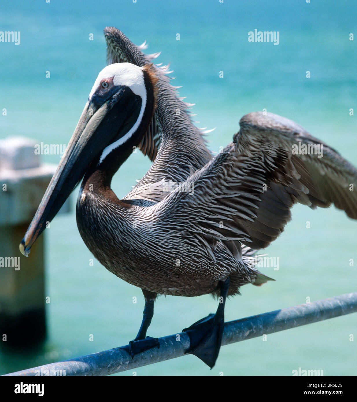 Birds in clearwater beach hi-res stock photography and images - Alamy