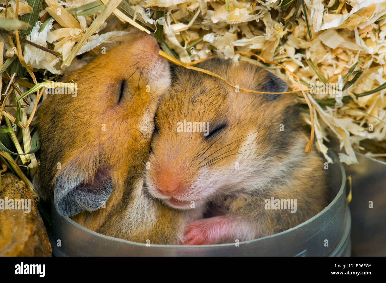 Hamster Cups Goldhamster sleep sleeping in a tube infant Mesocricetus ...