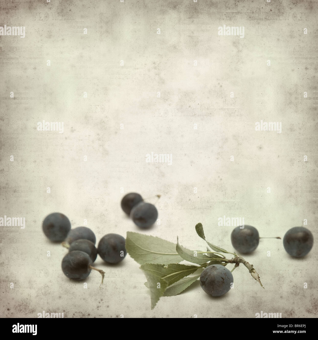 textured old paper background with Prunus spinosa (blackthorn; sloe ...