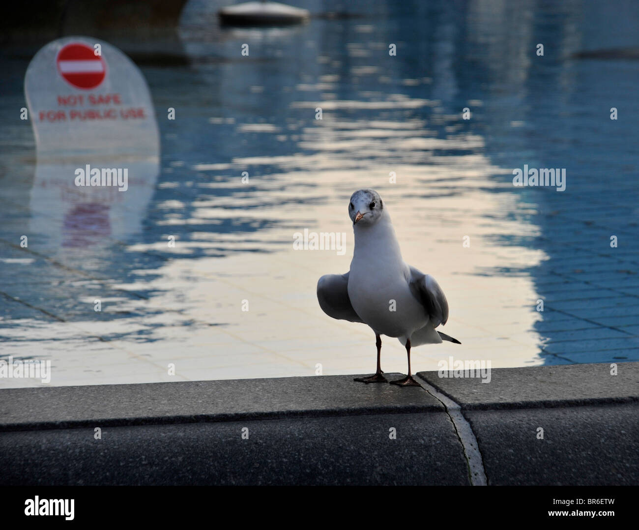 Funny sea gull hi-res stock photography and images - Alamy