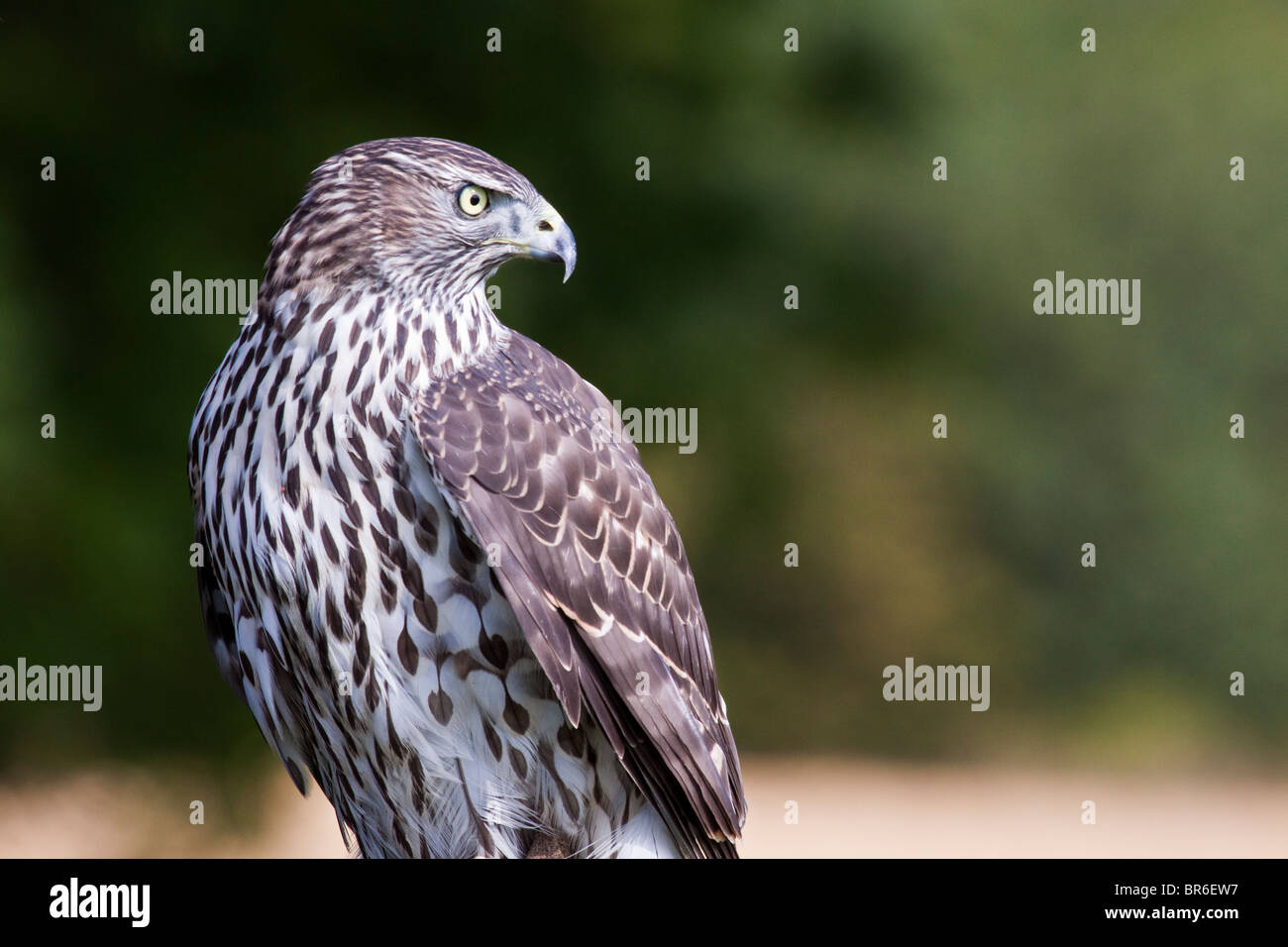 Juvenile goshawk hi-res stock photography and images - Alamy