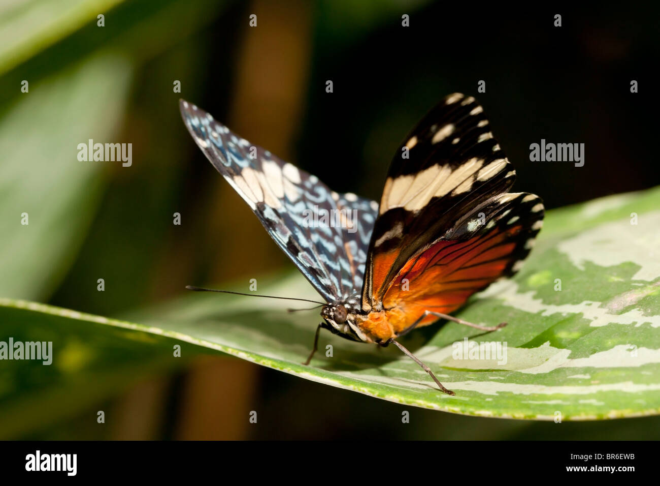 Cracker butterfly (Hamadryas Amphinome Stock Photo - Alamy
