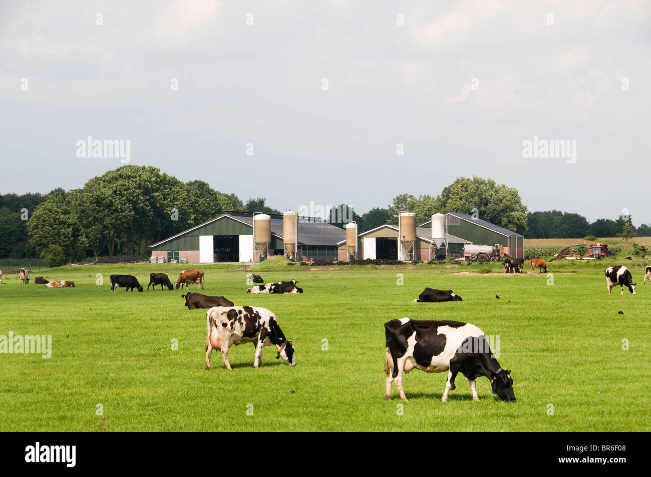 Friesland Netherlands Modern Farm farming cow cows Stock Photo - Alamy