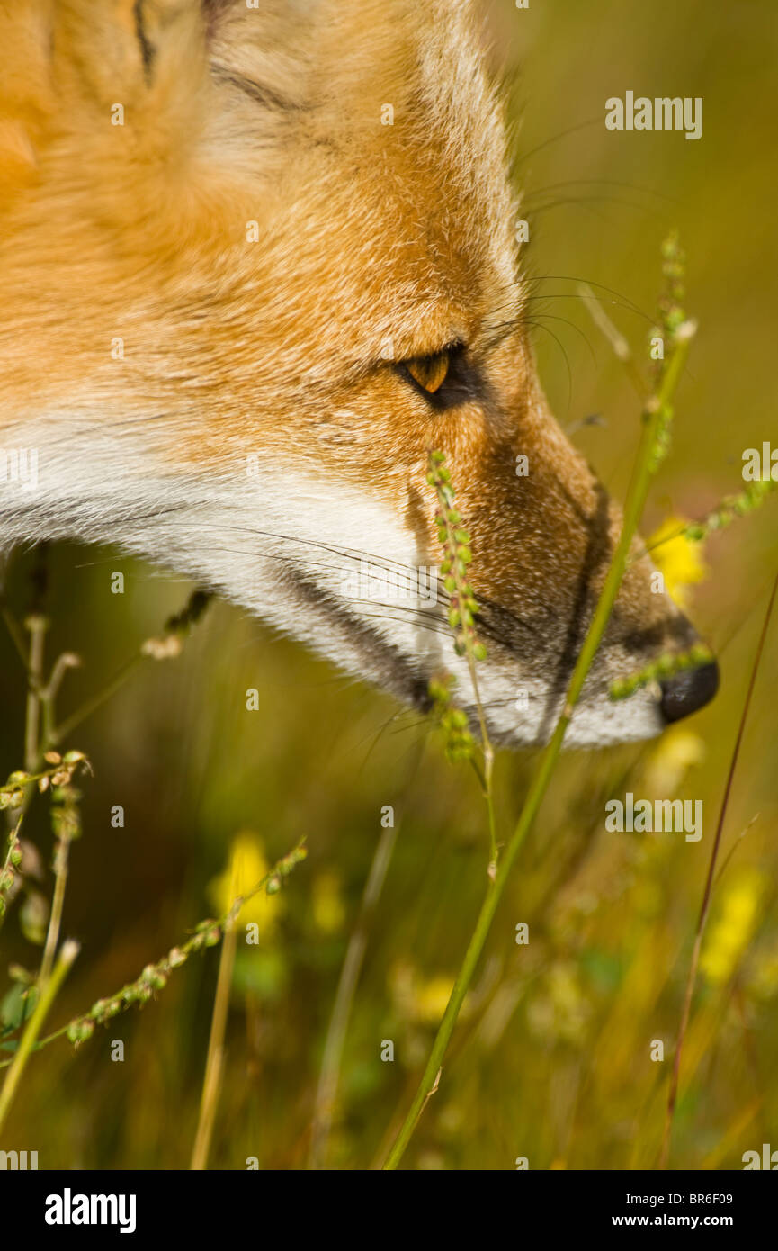 Side view of fox hi-res stock photography and images - Alamy
