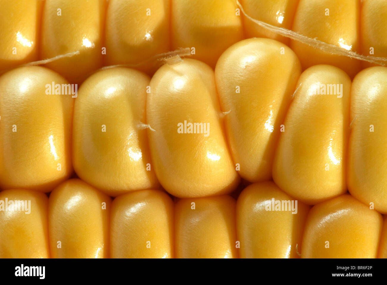 yellow corn cob Stock Photo - Alamy