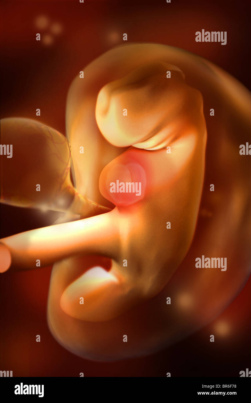 5 week embryo hi-res stock photography and images - Alamy