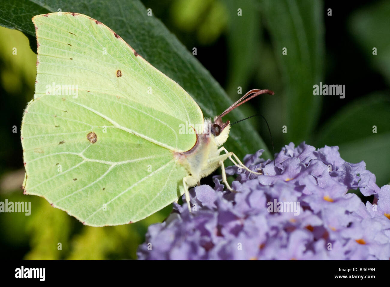 Common Brimstone Butterfly (Gonepteryx rhamni) taking pollen from a ...
