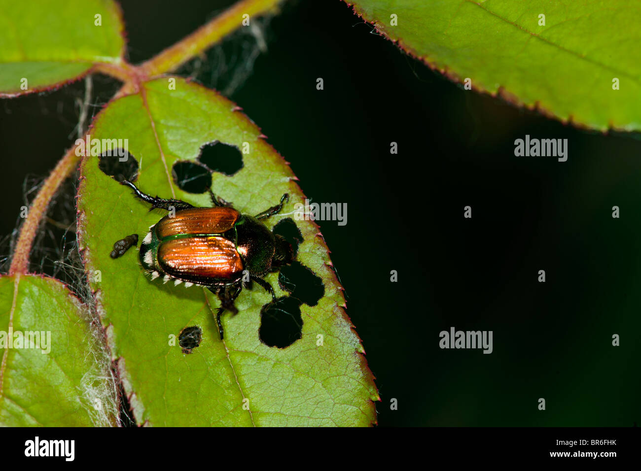Invasive Japanese Beetle on a Rose leaf Stock Photo - Alamy