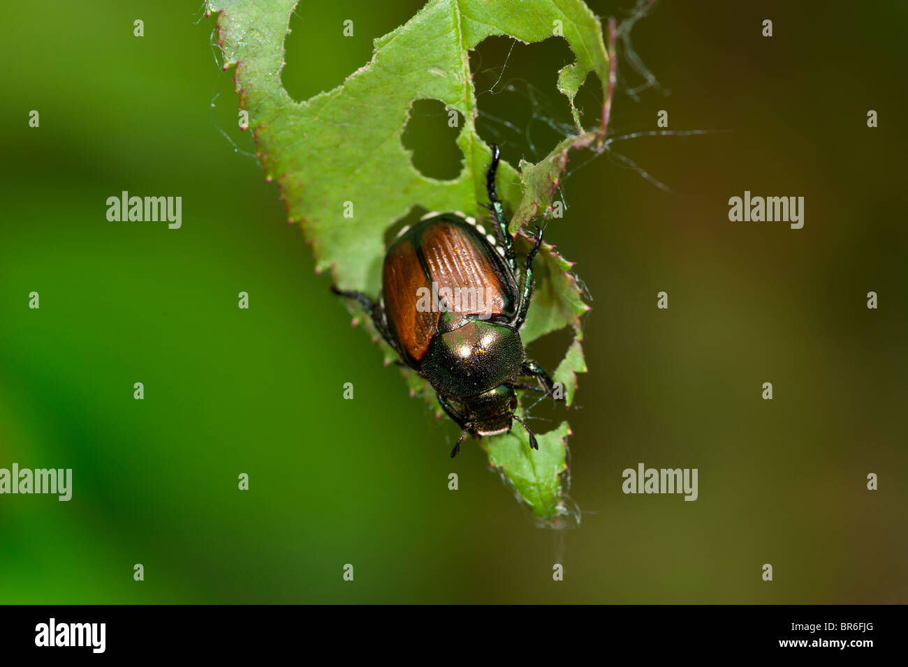 Invasive japanese beetle hi-res stock photography and images - Alamy