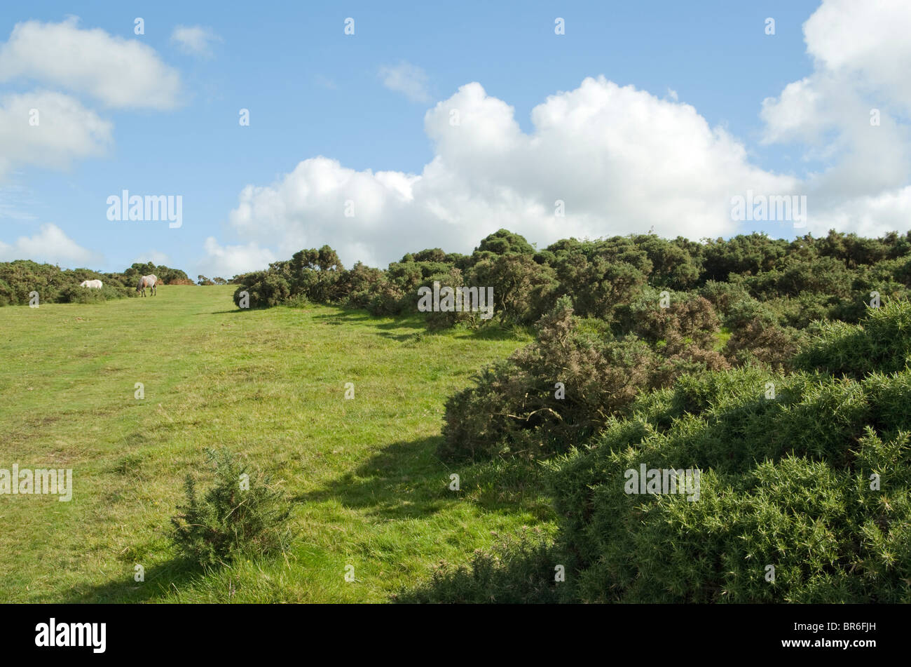 Bodmin Moor, Cornwall. UK Stock Photo - Alamy