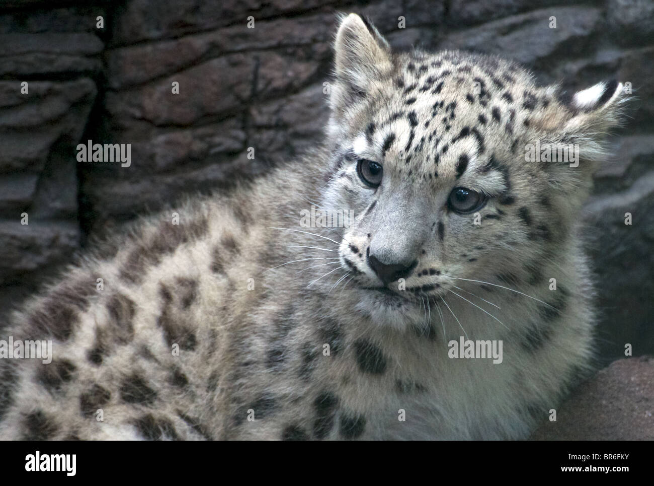 Female snow leopard cub Stock Photo - Alamy