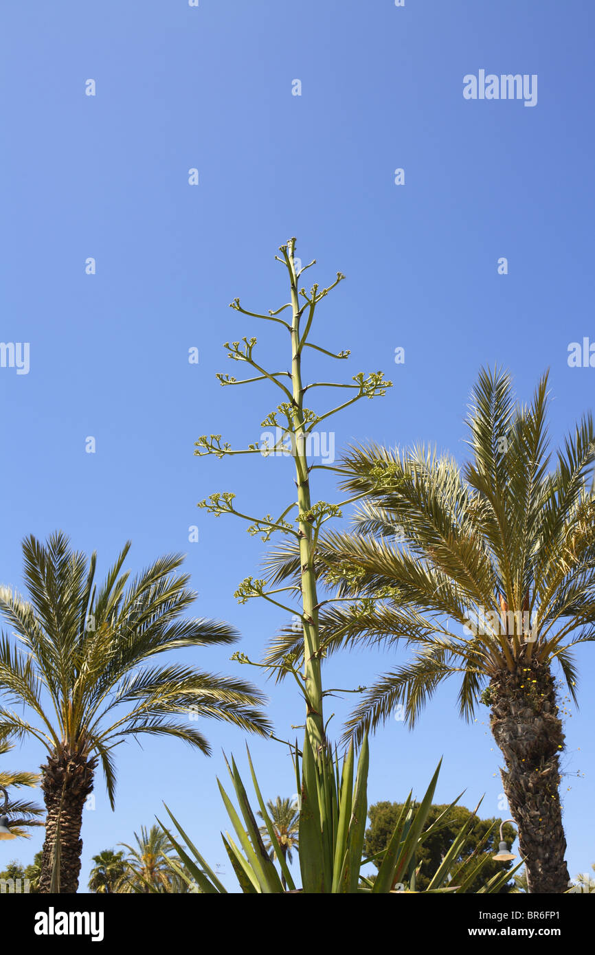 agave flower and phonix dactylifera canariensis palm trees ...