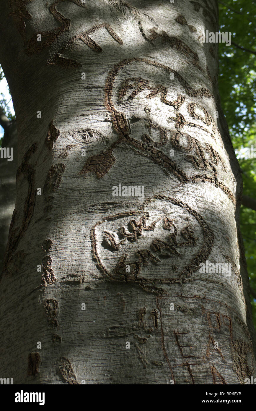 Tree with carved initials hi-res stock photography and images - Alamy