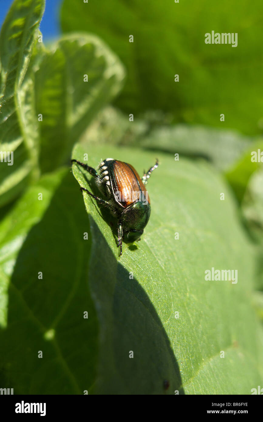 A single late season Japanese beetle feeds on a leaf before migrating ...