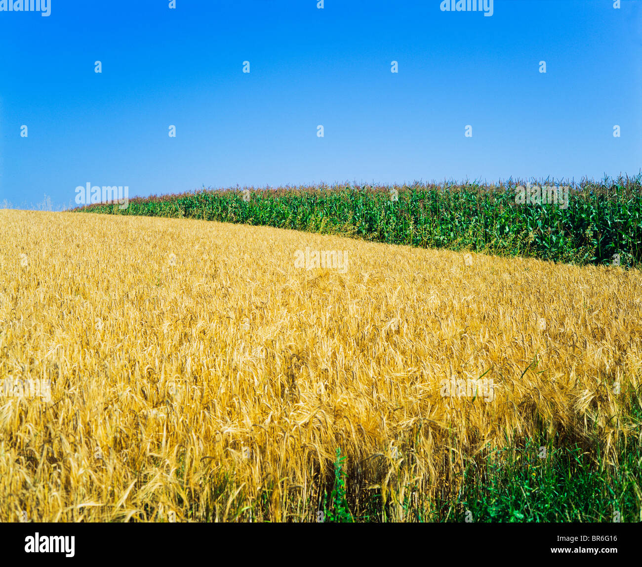 BARLEY & MAIZE FIELDS ALSACE FRANCE EUROPE Stock Photo - Alamy