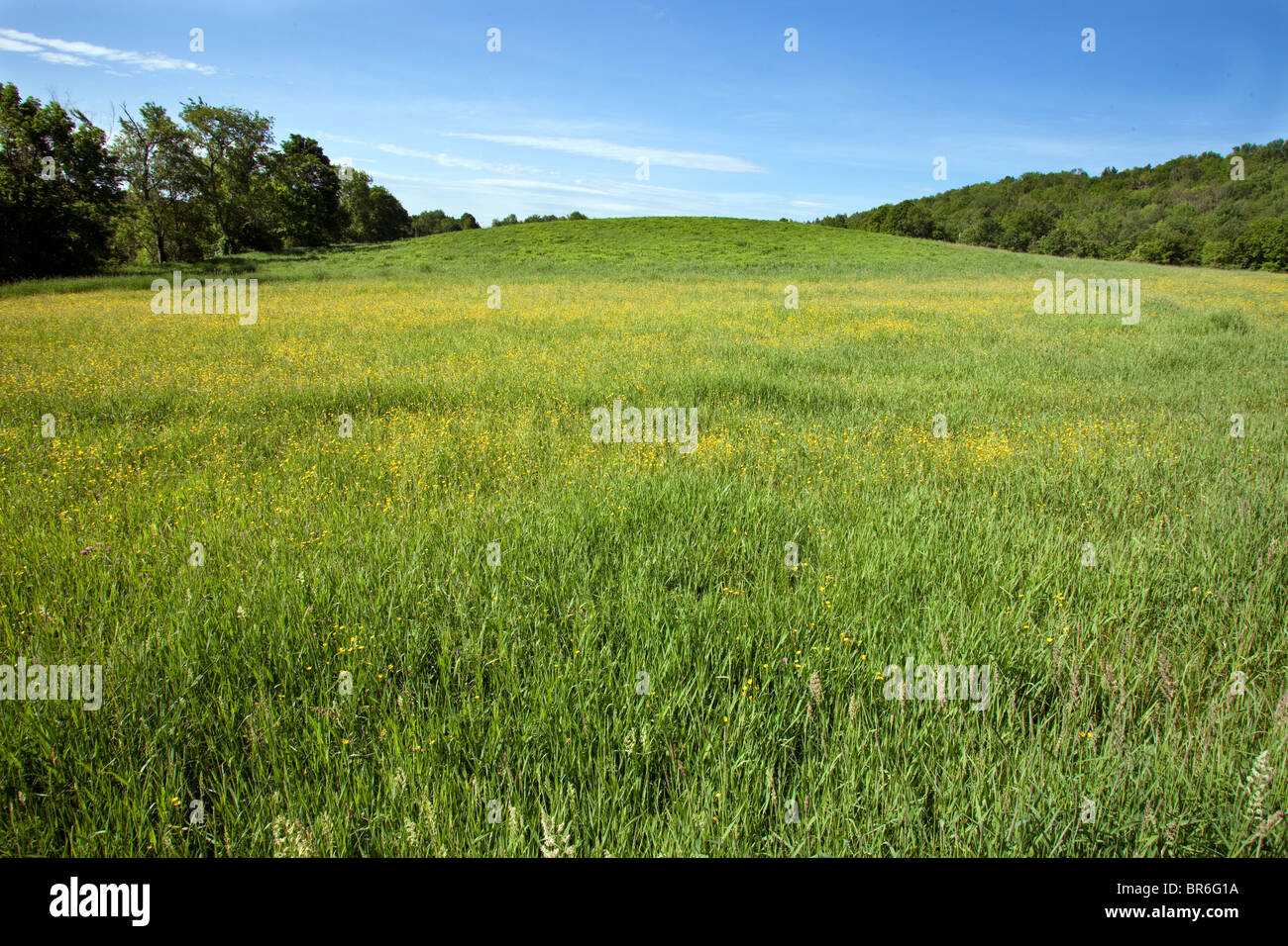 Hay field ready for cutting Stock Photo - Alamy