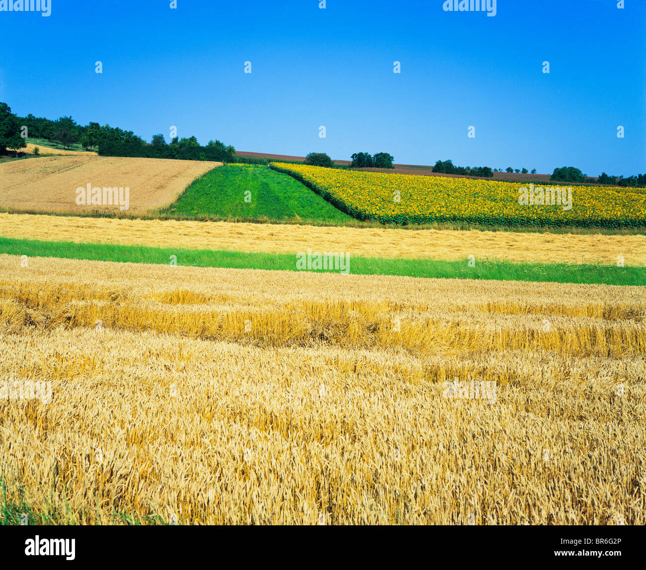 WHEAT FIELDS ALSACE FRANCE Stock Photo - Alamy