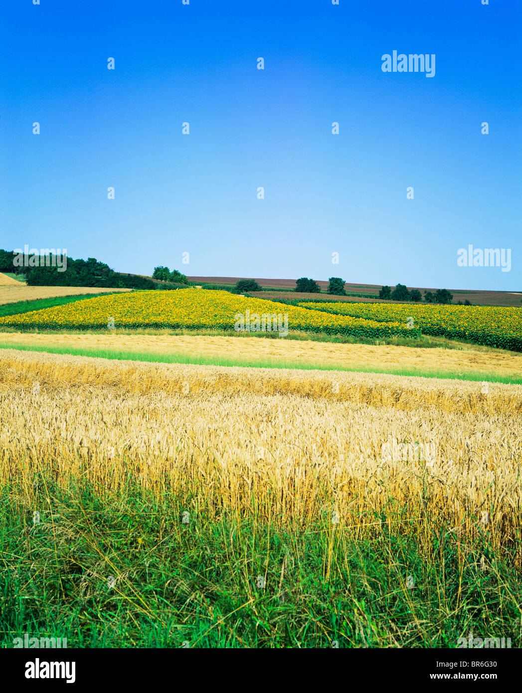 WHEAT FIELD ALSACE FRANCE Stock Photo - Alamy