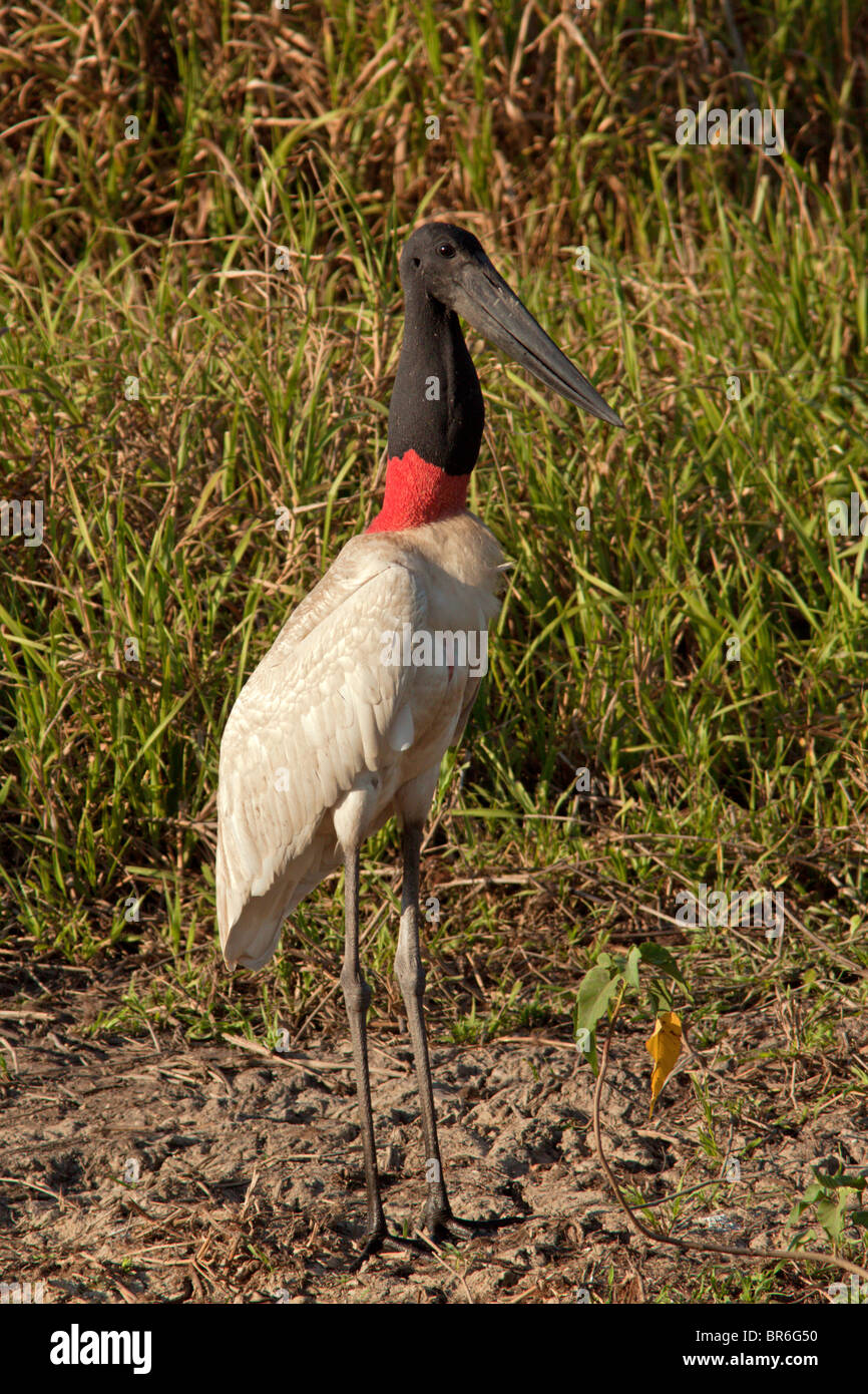 American jabiru hi-res stock photography and images - Alamy