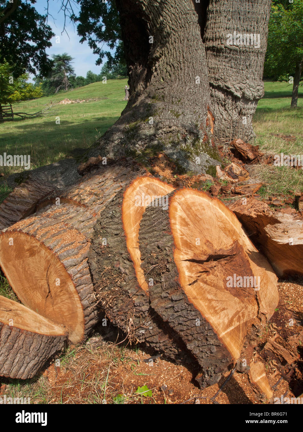 cut logs in forest firewood timber forestry Stock Photo - Alamy