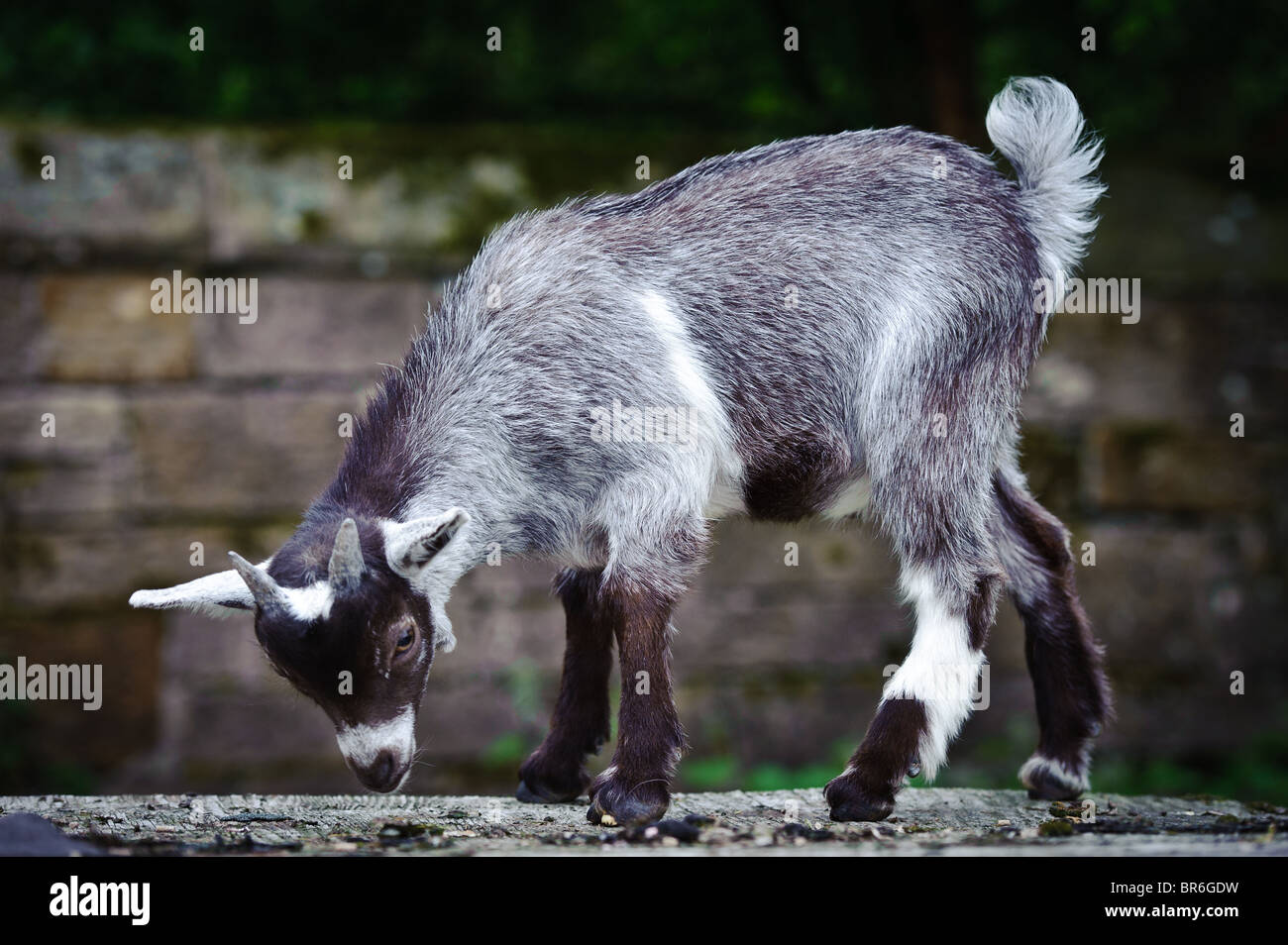 2 month old pygmy goat at play Stock Photo - Alamy