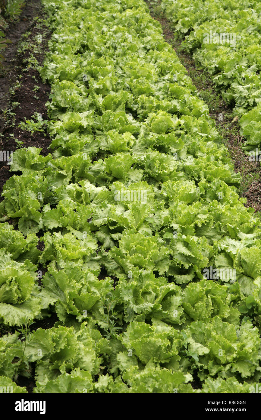 Rural farming at Cerro Punta, Chiriqui, Panama Stock Photo - Alamy