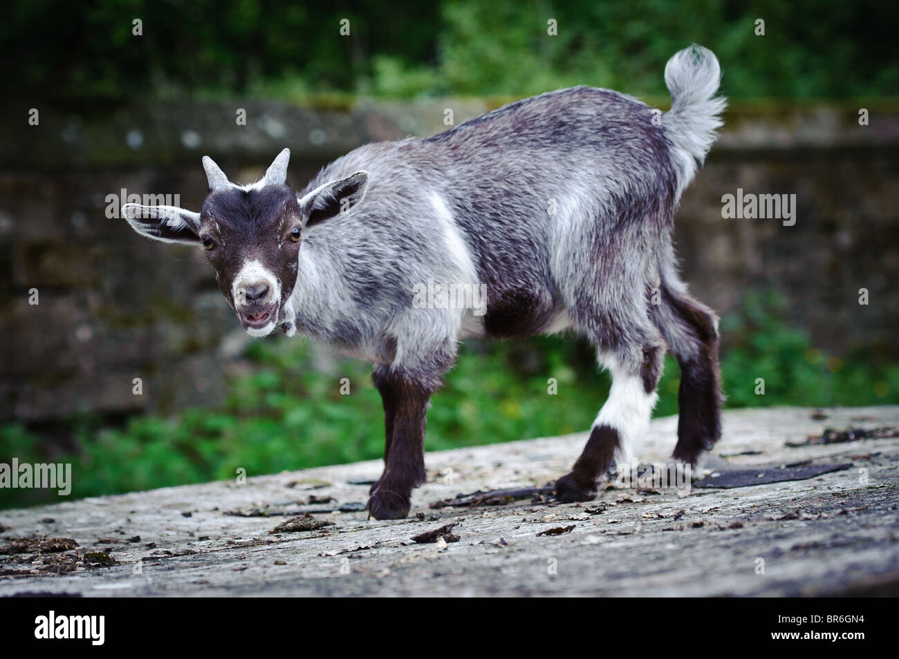 2 month old pygmy goat at play Stock Photo - Alamy