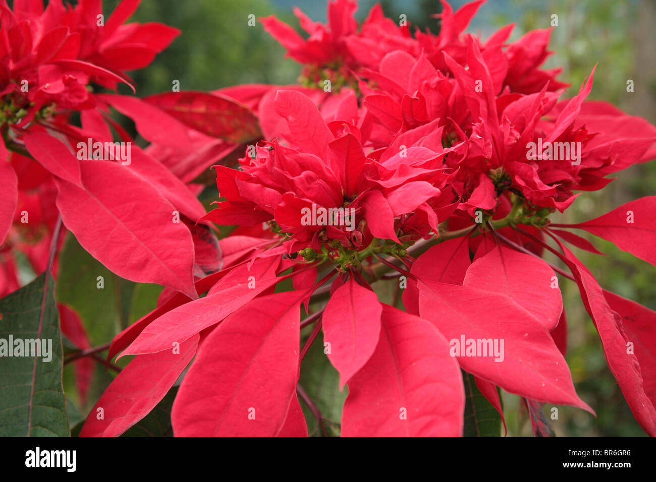 Poinsettia flower known christmas hi-res stock photography and images ...