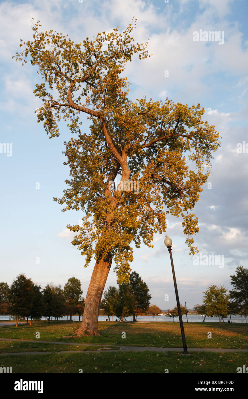 A large tree and light pole leaning towards each other in a park Stock ...