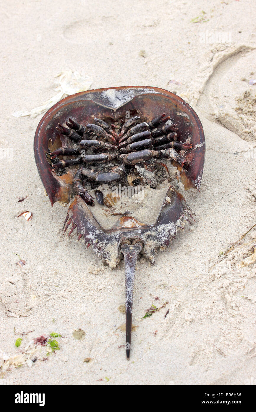 Long crab hi-res stock photography and images - Alamy