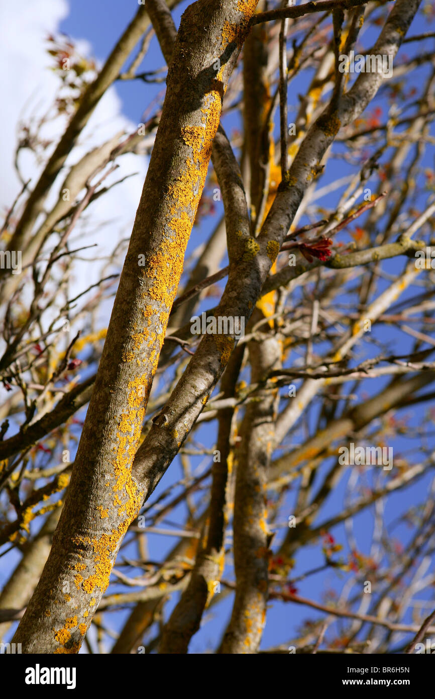 First spring red tree hi-res stock photography and images - Alamy