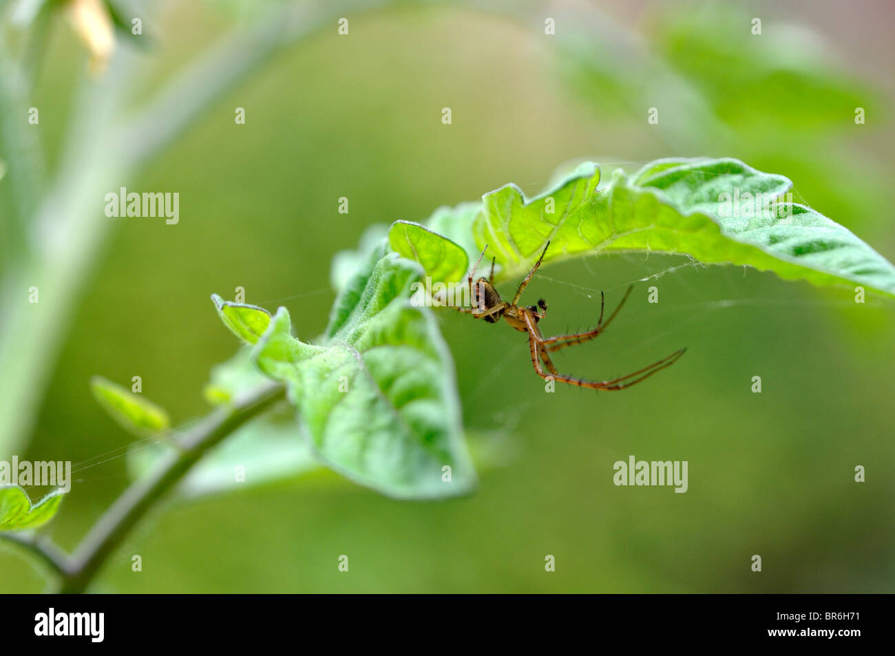 Garden spider on tomato plant Stock Photo - Alamy