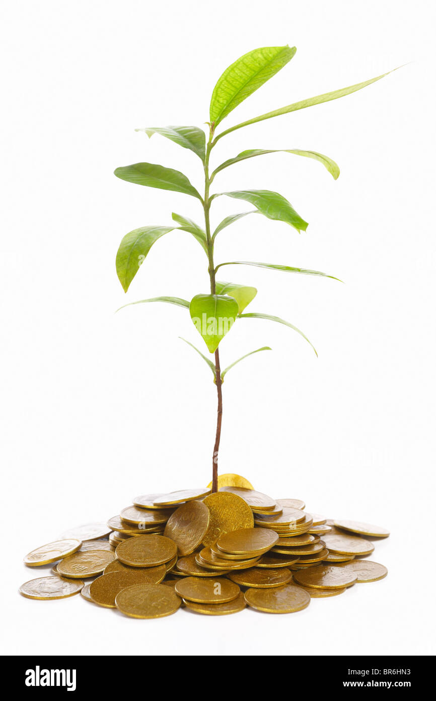 Green plant growth between gold coins, isolated on white background ...